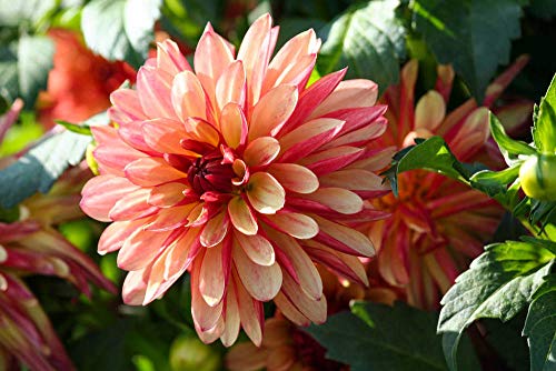 Dahlia Seeds Compound Petals Multi-Color Mixed Individually Packaged （1000+ Outdoor Garden Potted Plants Non-GMO)