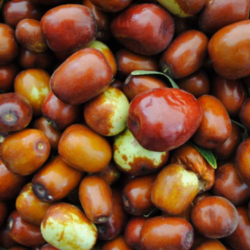 Lang Jujube Tree for Planting Garden, 3 to 4 Ft Tall Fruit Tree