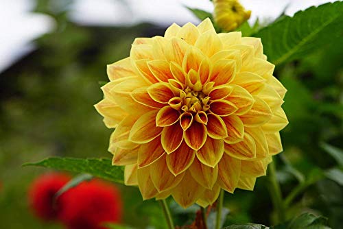 Dahlia Seeds Compound Petals Multi-Color Mixed Individually Packaged （1000+ Outdoor Garden Potted Plants Non-GMO)