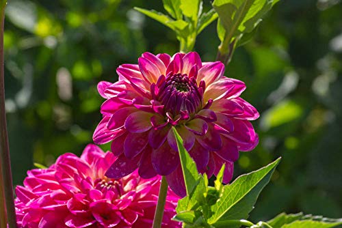 Dahlia Seeds Compound Petals Multi-Color Mixed Individually Packaged （1000+ Outdoor Garden Potted Plants Non-GMO)