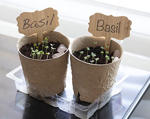 DesertUSA Heirloom Organic Genovese Basil Garden Grow Kit in Gift Box, Non-GMO Herb Seeds, Instructions, Bamboo Plant Labels, 2 Pots, Rose Quartz