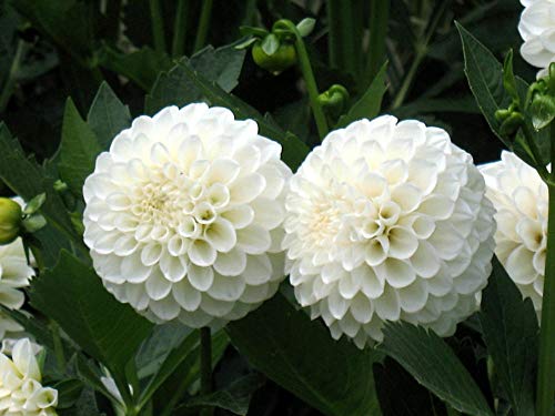 Dahlia Seeds Compound Petals Multi-Color Mixed Individually Packaged （1000+ Outdoor Garden Potted Plants Non-GMO)