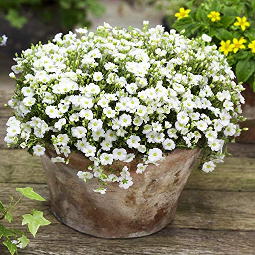 Outsidepride Perennial Arenaria Montana Alpine, Rock Garden, Or Ground Cover Plant - 2000 Seeds