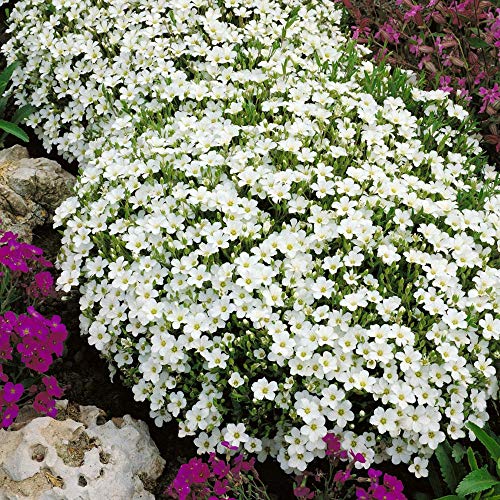 Outsidepride Perennial Arenaria Montana Alpine, Rock Garden, Or Ground Cover Plant - 2000 Seeds