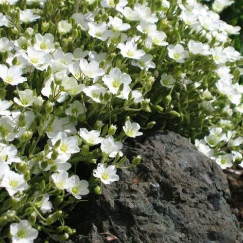 Outsidepride Perennial Arenaria Montana Alpine, Rock Garden, Or Ground Cover Plant - 2000 Seeds