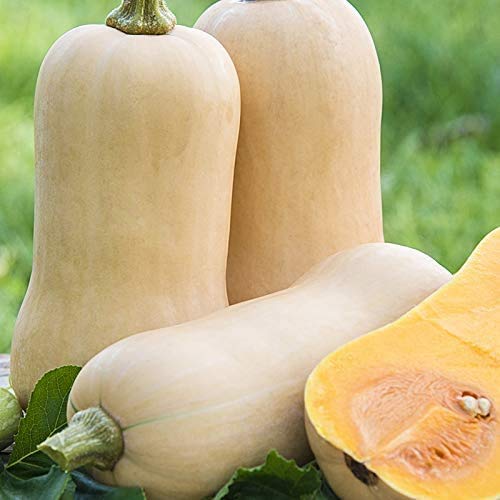 Waltham Butternut Winter Squash Seeds for Planting, 50+ Heirloom Seeds Per Packet, (Isla's Garden Seeds), Non GMO Seeds, Botanical Name: Cucurbita moschata,