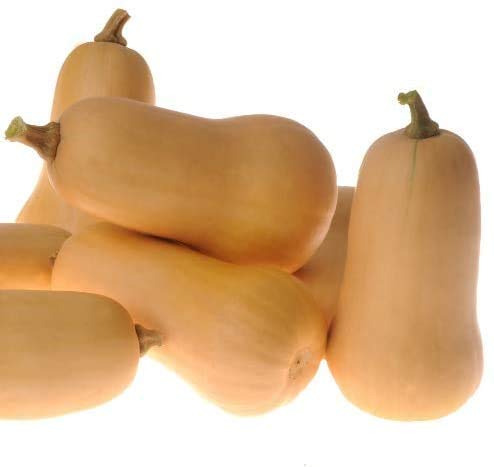 Waltham Butternut Winter Squash Seeds for Planting, 50+ Heirloom Seeds Per Packet, (Isla's Garden Seeds), Non GMO Seeds, Botanical Name: Cucurbita moschata,