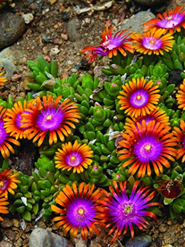 Perennial Farm Marketplace Delosperma 'Fire Spinner' (Ice Plant) Groundcover, 1 Quart, Bright Orange Petals with Purplish-Pink Centers