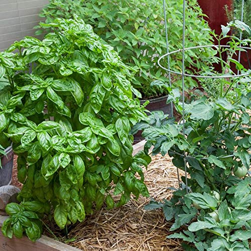 Gaea's Blessing Seeds - Sweet Basil Seeds - Non-GMO Large Leaf Italian Heirloom Genovese Pesto Open-Pollinated High Yield 87% Germination Rate 2.5g (Single Pack)