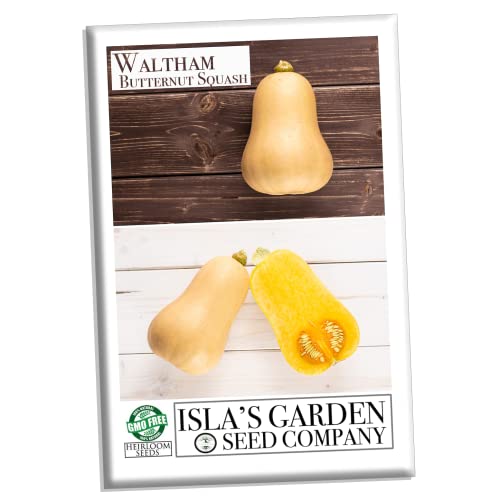 Waltham Butternut Winter Squash Seeds for Planting, 50+ Heirloom Seeds Per Packet, (Isla's Garden Seeds), Non GMO Seeds, Botanical Name: Cucurbita moschata,