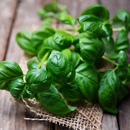 Gaea's Blessing Seeds - Sweet Basil Seeds - Non-GMO Large Leaf Italian Heirloom Genovese Pesto Open-Pollinated High Yield 87% Germination Rate 2.5g (Single Pack)