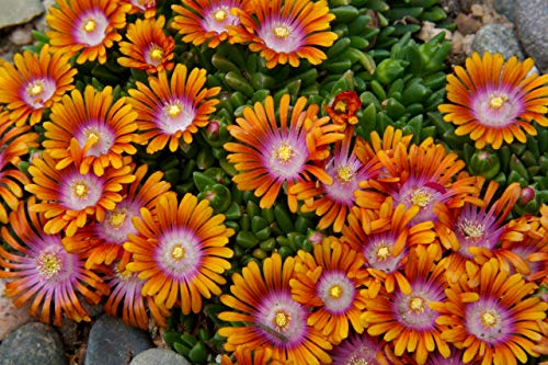 Perennial Farm Marketplace Delosperma 'Fire Spinner' (Ice Plant) Groundcover, 1 Quart, Bright Orange Petals with Purplish-Pink Centers