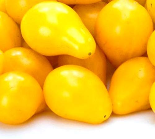 Yellow Pear Tomato Heirloom Seeds - Open Pollinated - B216 (80 Seeds, or 1/4 Gram)