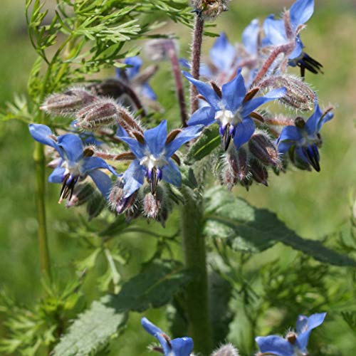 Outsidepride Borago Officinalis Borage Herb Garden Flowering Plants Great for Bee Pollination - 1 LB