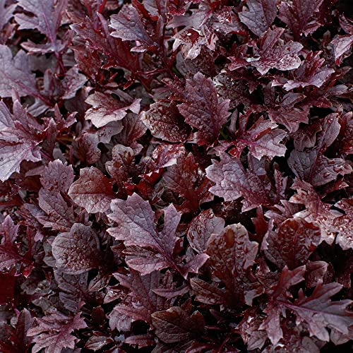 Mustard Seeds - Miz America - Hybrid - 2 g Packet ~856 Seeds - Non-GMO, F1 Hybrid - Asian Garden Vegetable & Herb Gardening