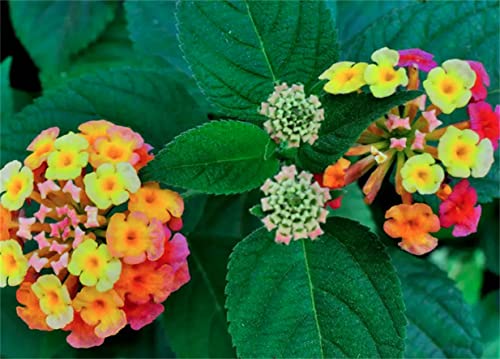 Lantana Camara Seeds Garden Ornamental Flower Plant Seeds Multi Colors 100Pcs