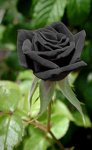 20+ Rare Black Rose Seeds Beautiful Flower Seeds Home Garden Bonsai
