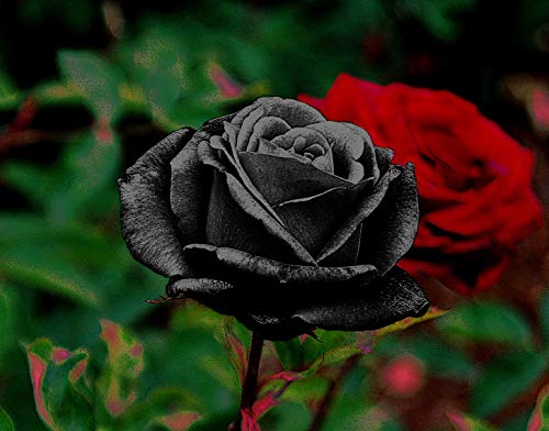 20+ Rare Black Rose Seeds Beautiful Flower Seeds Home Garden Bonsai