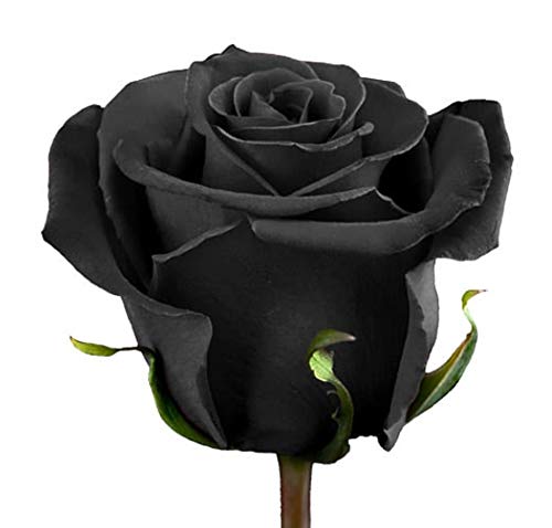 20+ Rare Black Rose Seeds Beautiful Flower Seeds Home Garden Bonsai