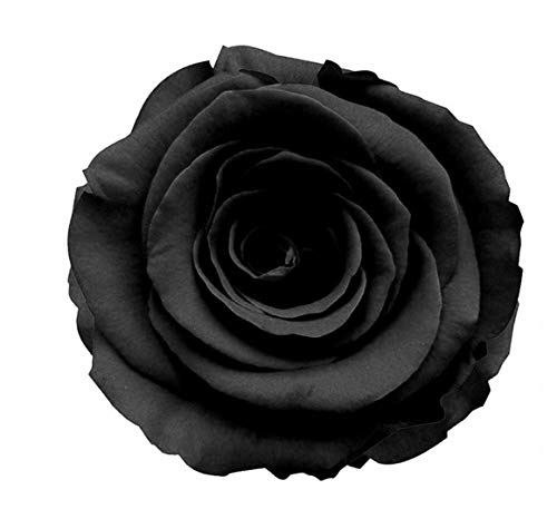 20+ Rare Black Rose Seeds Beautiful Flower Seeds Home Garden Bonsai