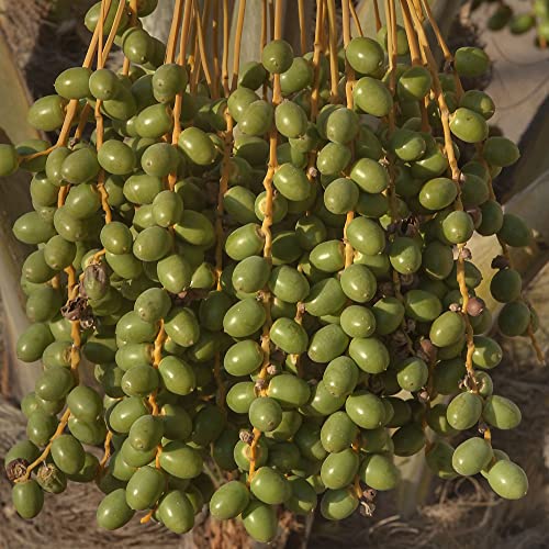 CHUXAY GARDEN Phoenix Dactylifera,Date Palm 15 Seeds Tall Evergreen Palm Tree Edible Fruit Survival Gear Food Seeds Grows in Just Weeks