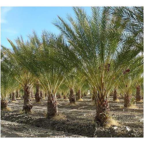 CHUXAY GARDEN Phoenix Dactylifera,Date Palm 15 Seeds Tall Evergreen Palm Tree Edible Fruit Survival Gear Food Seeds Grows in Just Weeks