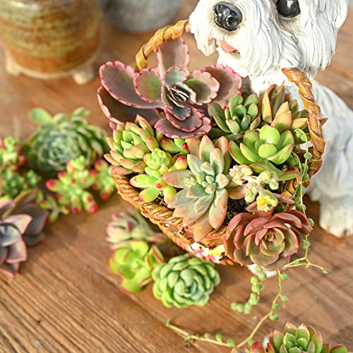 10 Assorted Live Succulent Cuttings, Rare Varieties Plant Clipping, Great for Terrariums, Mini Gardens, DIY Projects, Starter Plants, Wedding Decor Gift, No 2 Succulents Alike, Easy to Grow
