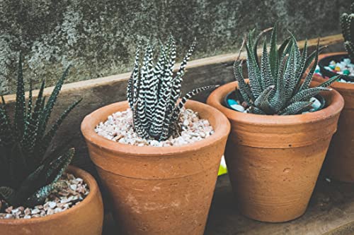 Professional Perlite | Large 2.2 Quarts | Medium Grade for Container and Garden Plants | pH Neutral Lightweight Soil Additive | Made in USA