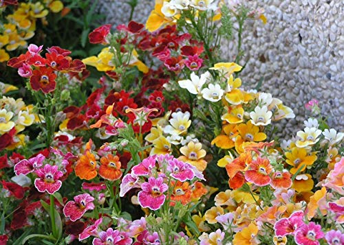 Seeds Nemesia Carnival Mix (Cape Snapdragon) Ornamental Indoor Flower Annual Garden Cut Flowers for Planting Non GMO