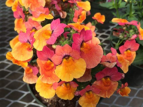 Seeds Nemesia Carnival Mix (Cape Snapdragon) Ornamental Indoor Flower Annual Garden Cut Flowers for Planting Non GMO