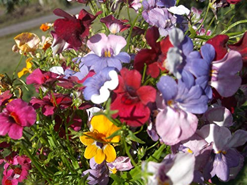 Seeds Nemesia Carnival Mix (Cape Snapdragon) Ornamental Indoor Flower Annual Garden Cut Flowers for Planting Non GMO