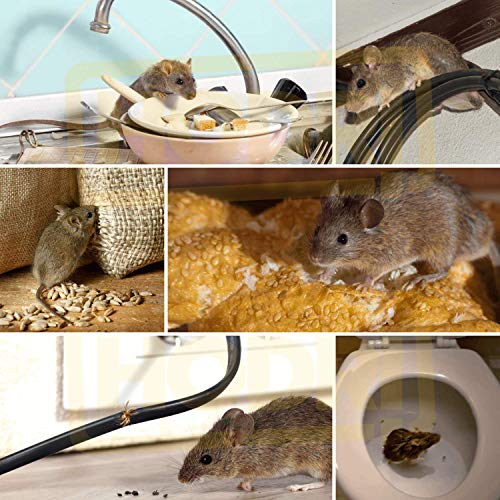 Mouse Trap and Rat Trap, Easy to Set for Rodents, Mouse Rat Mice Squirrel Vole Mole Chipmunk, Humane Instant Kill Snap Trap, Reusable for Kitchen Garden Storage Garage, Quick and Effective Solutions