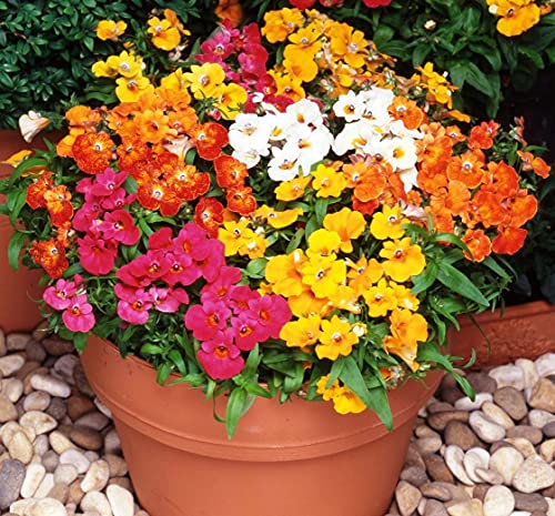 Seeds Nemesia Carnival Mix (Cape Snapdragon) Ornamental Indoor Flower Annual Garden Cut Flowers for Planting Non GMO