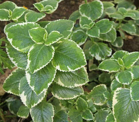 2 Cuban Oregano Plants Live Mexican Mint Spanish Thyme Rooted 5 to 7 Inches Vegetables Planting Ornaments Perennial Garden Ready to Grow Pot