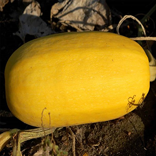 Vegetable Spaghetti Winter Squash Garden Seeds - 1 Oz - Organic, Heirloom, Non-GMO - Vegetable Gardening Seed