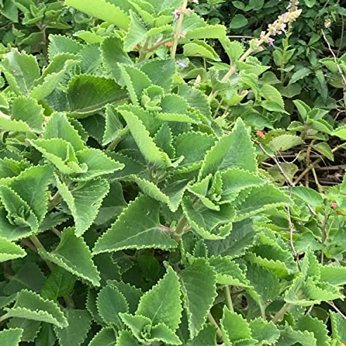 2 Cuban Oregano Plants Live Mexican Mint Spanish Thyme Rooted 5 to 7 Inches Vegetables Planting Ornaments Perennial Garden Ready to Grow Pot
