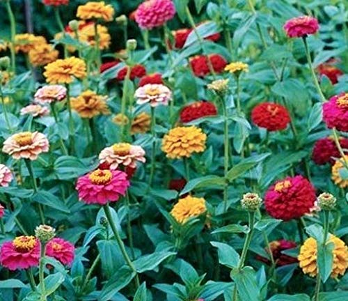 "Button Box Mix" Zinnia Seeds for Planting, 100+ Flower Seeds Per Packet, (Isla's Garden Seeds), Non GMO & Heirloom Seeds, Botanical Name: Zinnia elegans, Great Home Garden Gift