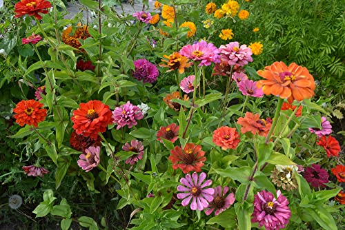 "Button Box Mix" Zinnia Seeds for Planting, 100+ Flower Seeds Per Packet, (Isla's Garden Seeds), Non GMO & Heirloom Seeds, Botanical Name: Zinnia elegans, Great Home Garden Gift