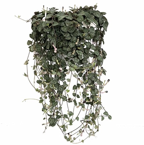 Rosary Vine - Ceropegia woodii - String of Hearts - 2.5" Pot - Collector' Series