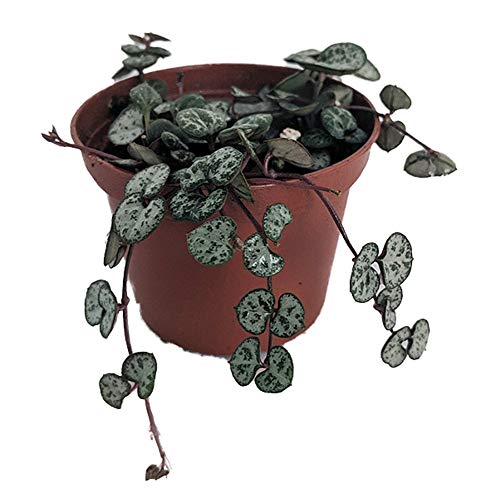 Rosary Vine - Ceropegia woodii - String of Hearts - 2.5" Pot - Collector' Series