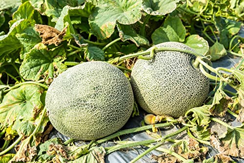 Imperial 45 Cantaloupe Seeds, 50+ Heirloom Seeds Per Packet, (Isla's Garden Seeds), Botanical Name: Cucumis melo VAR. cantalupensis, Non GMO Seeds
