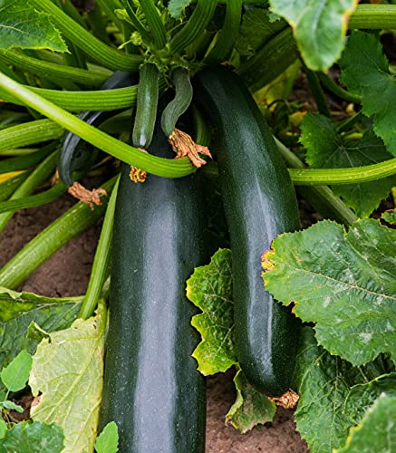 25 Black Beauty Zucchini Summer Squash Seeds for Planting. Non GMO and Heirloom. 3 Grams of Seeds. Garden Vegetable Survival