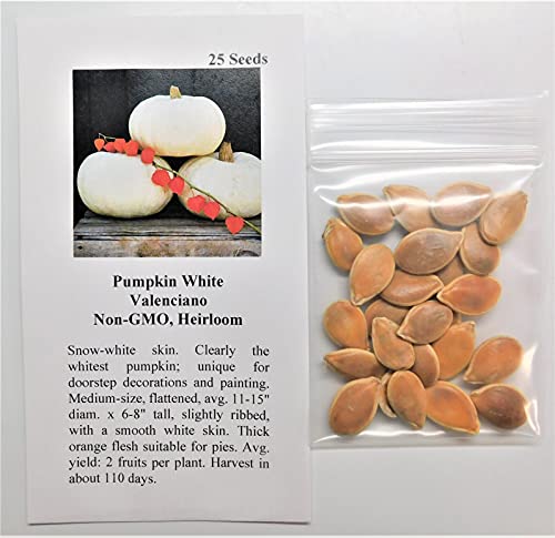David's Garden Seeds Pumpkin White Valenciano FBA-9254 (White) 25 Non-GMO, Heirloom Seeds