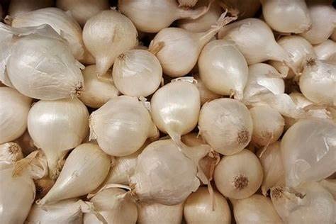 500 Barletta Onion Seeds for Planting Short Day Italian Heirloom Onion. Non GMO 2 Grams Garden Vegetable Bulk Survival Pearl Onion