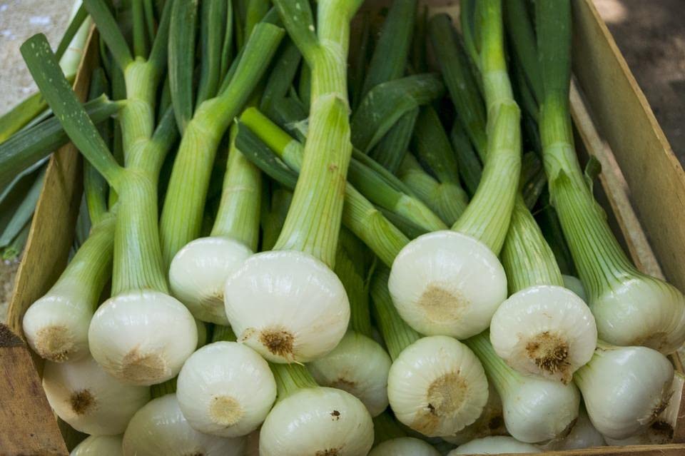 500 Barletta Onion Seeds for Planting Short Day Italian Heirloom Onion. Non GMO 2 Grams Garden Vegetable Bulk Survival Pearl Onion