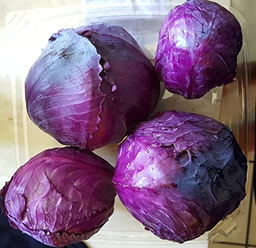500 Red Acre Cabbage Seeds for Planting Heirloom Non-GMO 2 Grams Garden Vegetable Bulk Survival Hominy