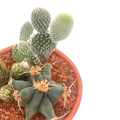 Cactus Garden, 3 Different Cacti in a 4 inch Terracotta Ceramic Pot, Dish Liner, Assorted Cacti, Variety Assortment, House Plant Gift