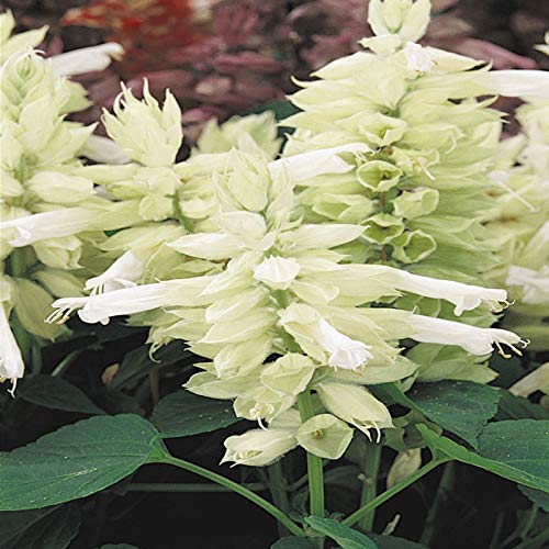 Outsidepride Salvia Horminum White Swan Clary Garden Cut Flowers Great for Dried Arrangements, Vases, Bouquets- 1000 Seeds