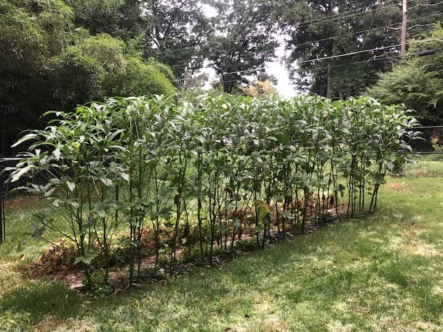 Lazy Crazy Garden - Grow Vegetables & Fruits On Your Lawn - 12x3 FT Biodegradable Garden Bed Soil