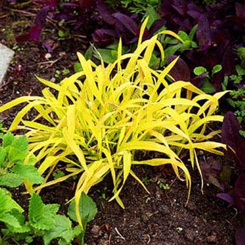 Outsidepride Milium Effusum Golden Millet Ornamental Grass for Shade Gardens - 25 Seeds